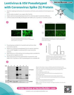 Lentivirus Packaging Services | VectorBuilder